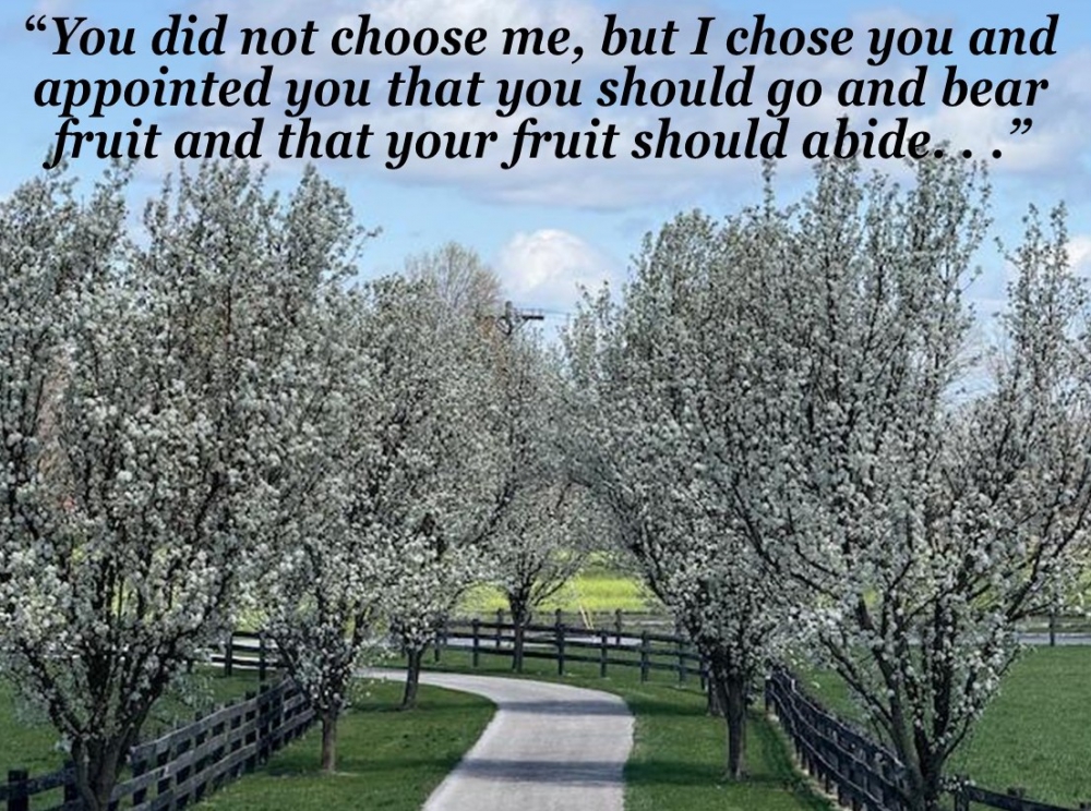 THE CHOSEN BRANCH